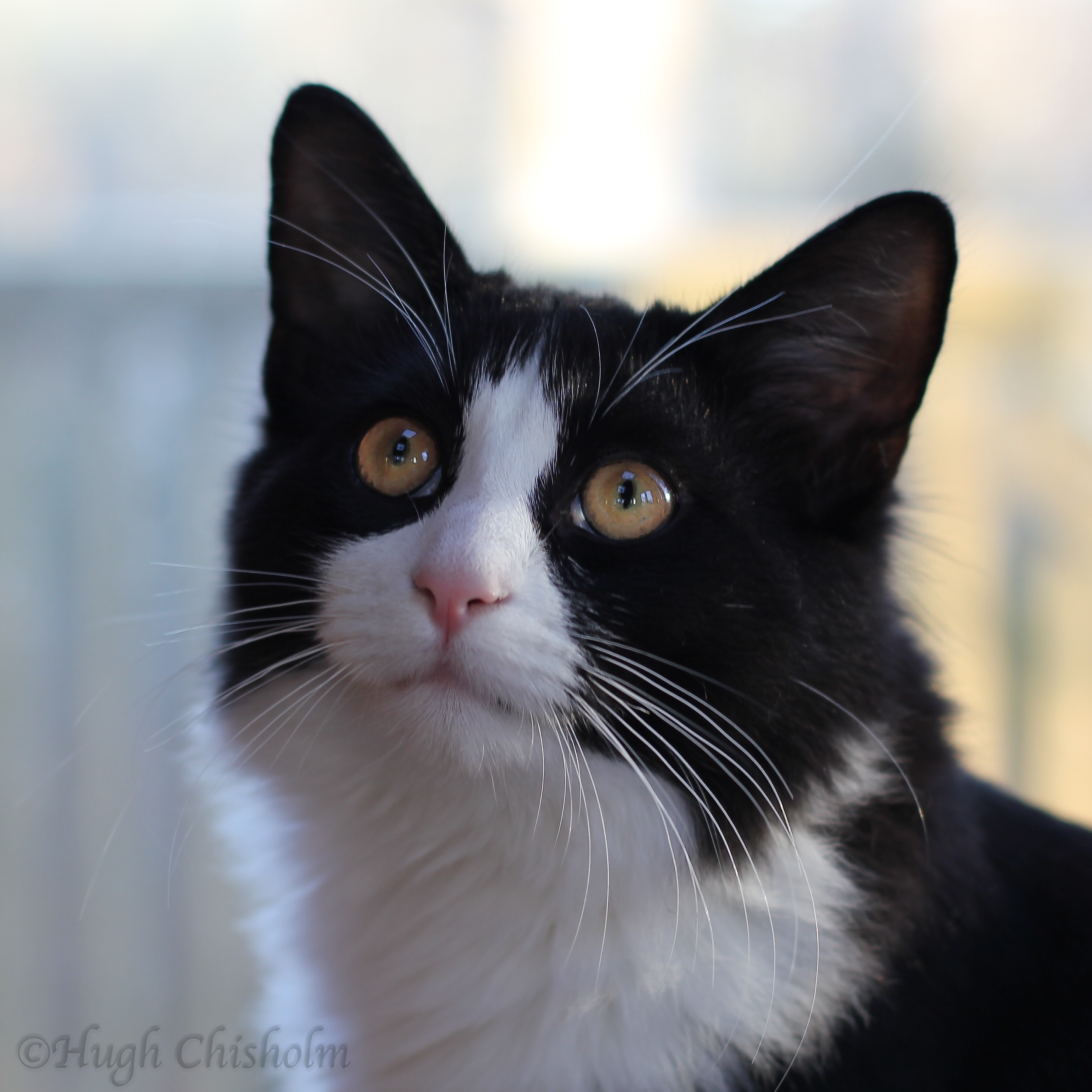 Tuxedo Stan’s Bio – Tuxedo Party of Canada